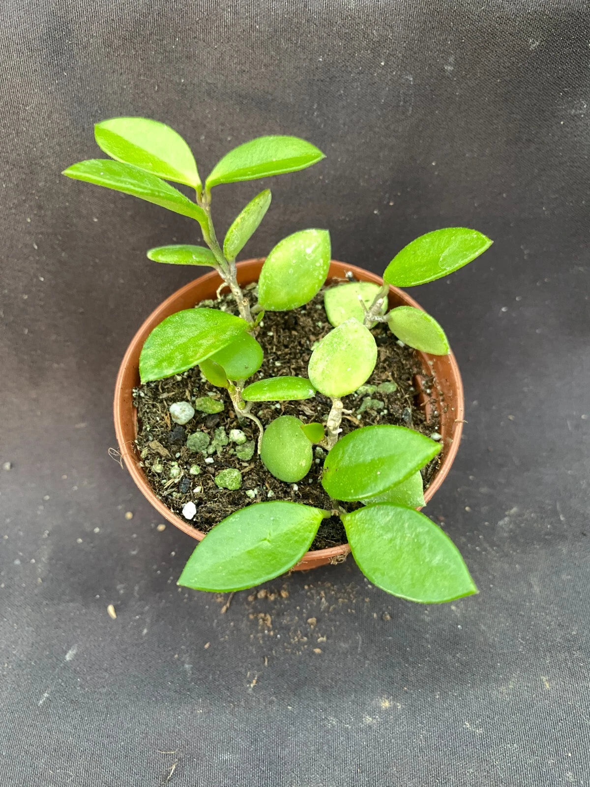 Hoya Picta Rooted Plant 2.5" Pot Houseplant Indoor Foliage – Jayme Garden
