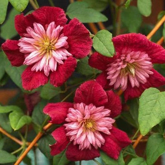 Double Red Clematis Seeds - 25 Large Bloom Climbing Perennial Garden ...