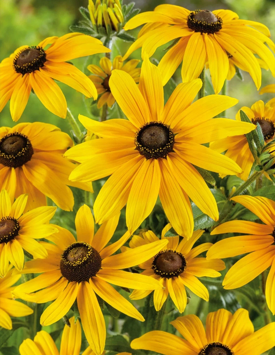 Rudbeckia Black Eyed Susan Bare Root Starter Plants - 15 Pack ...