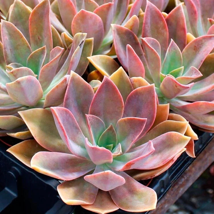 Rare Graptoveria Dusty Succulent Live Plant 3-Inch Easy Care Decor Gift ...