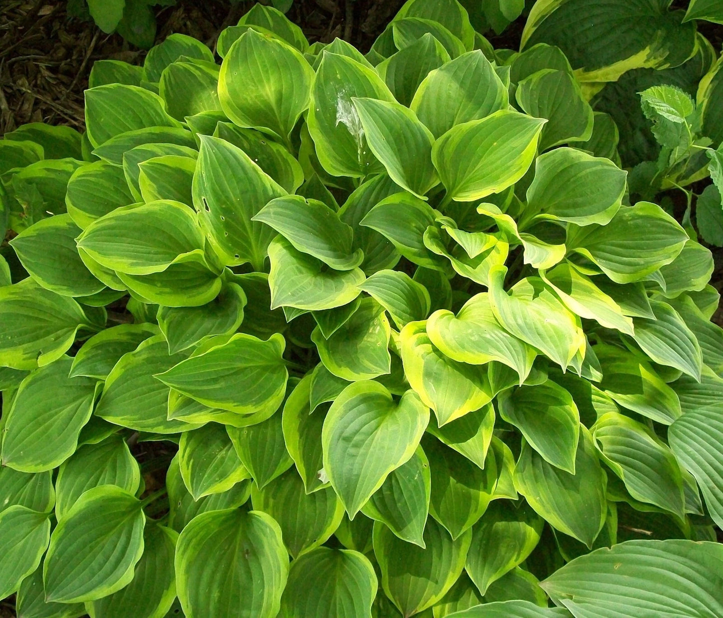 Hosta Plants Lot of 2 | Golden Tiara Variety | Gold Color Foliage ...
