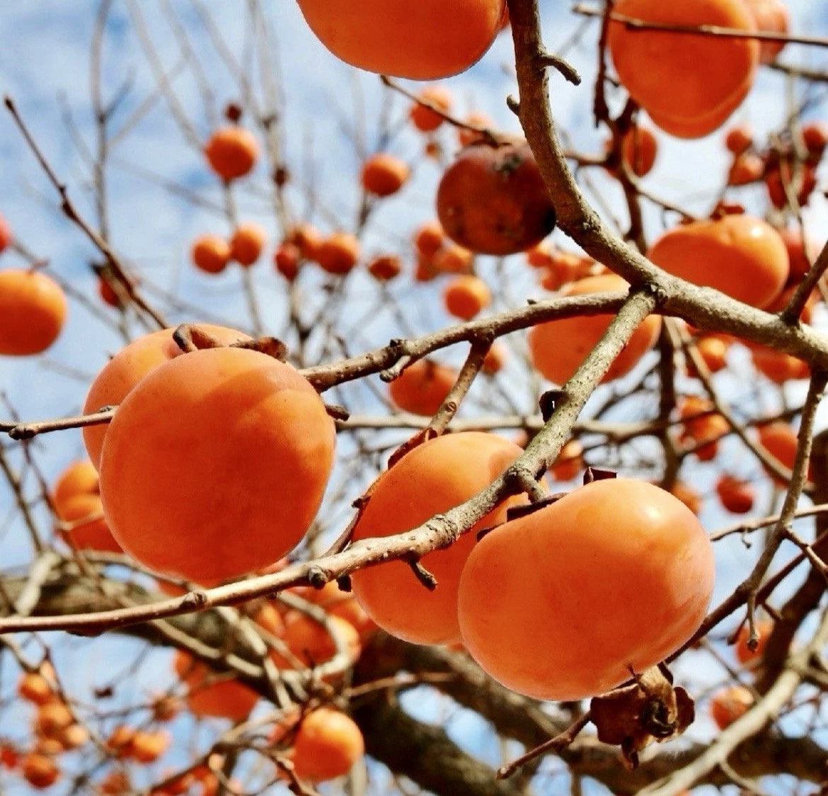 Persimmon Tree Cuttings for Rooting and Grafting - Diospyros kaki ...