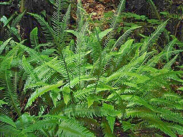 Deer Fern Seeds 1001 Spores Hardy Blechnum spicant Ladder Fern Hard Fe ...
