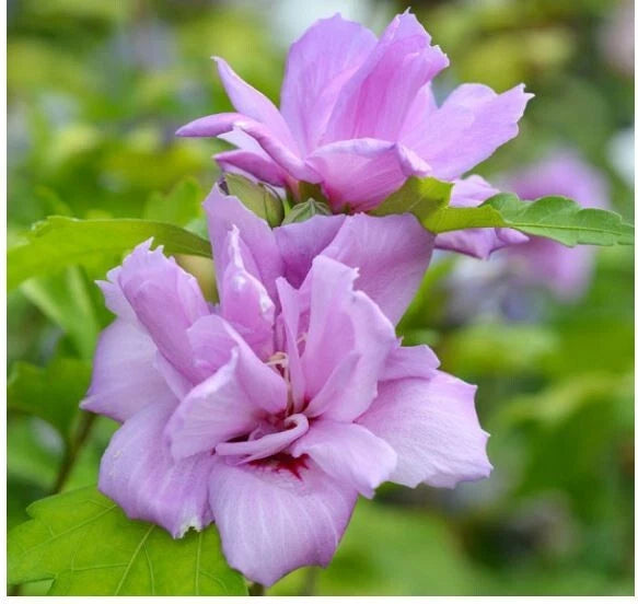 Starter Plants Cuttings 2-Pack French Cabaret Blush Rose of Sharon Pin ...