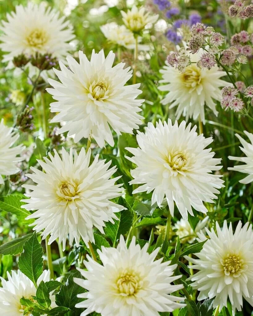 Dahlia Tubers for Planting - 3 Large "My Love" Tubers - Garden Flowers ...