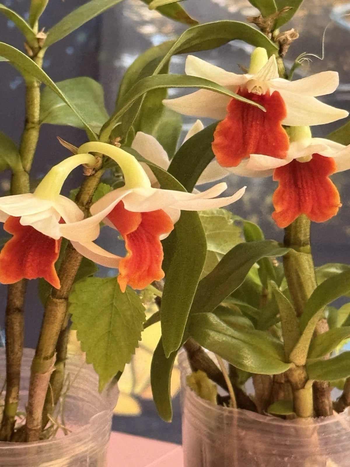 Orchid Plant Dendrobium Bare Root Short Stem - Exotic Indoor Flowering ...
