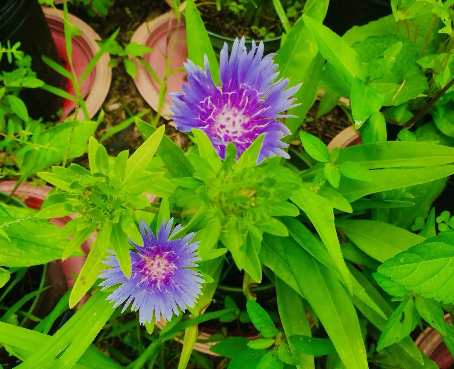 Stokes Aster Bare Root Perennial Plants - Blue/Purple Flowers ...