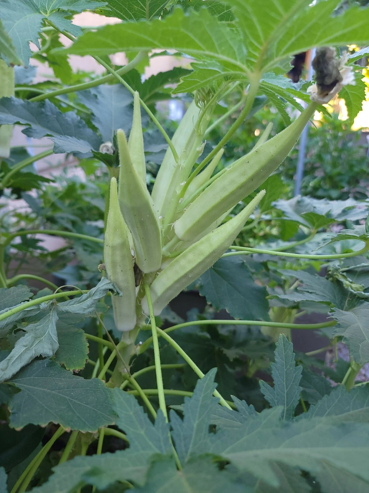 Okra Seeds - NON-GMO Bhindi/Bamia, Organic Heirloom Variety ...