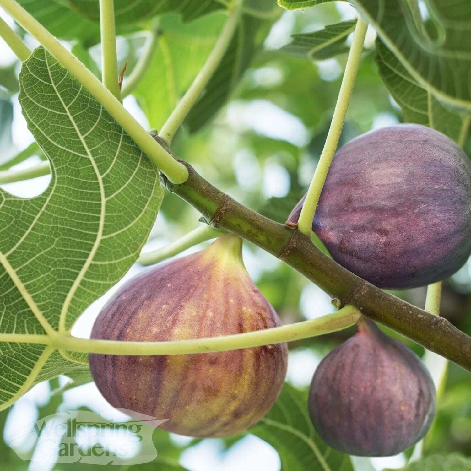 Olympian Fig Live Plant - Ficus carica - Edible Fruit Tree - Hardy ...