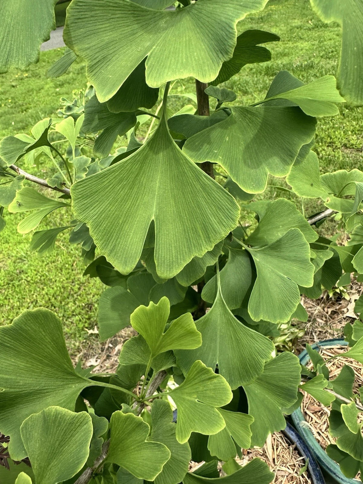 Ginkgo Tree Seedling 3-6” Baby Plant for Garden, Bonsai, Classroom ...