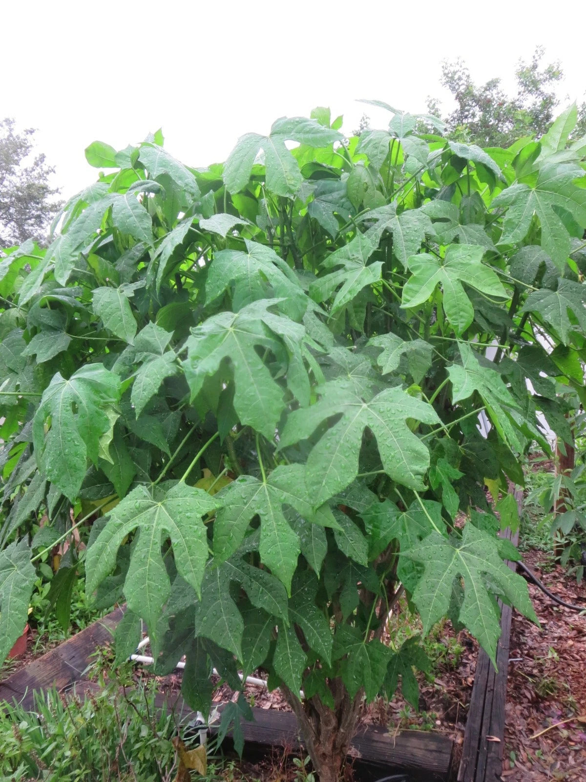 Chaya Cuttings - Organic Spineless Chaya Mansa Maya Spinach Tree - 5 ...