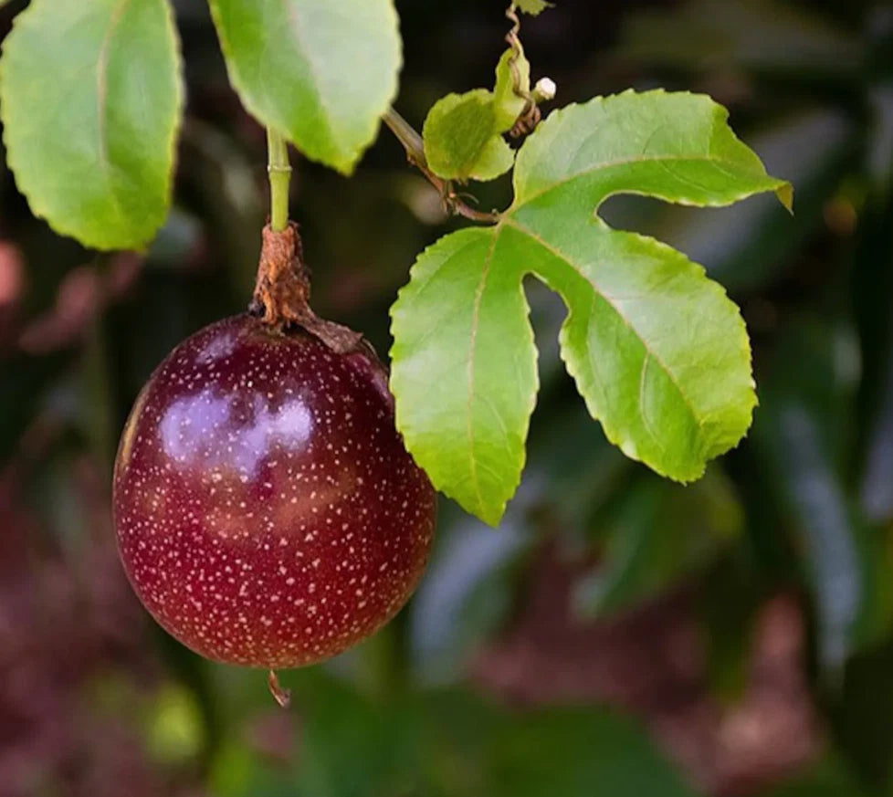 Live Purple Passionfruit Plant - 4-6" Tall - Rooted Purple Possum ...