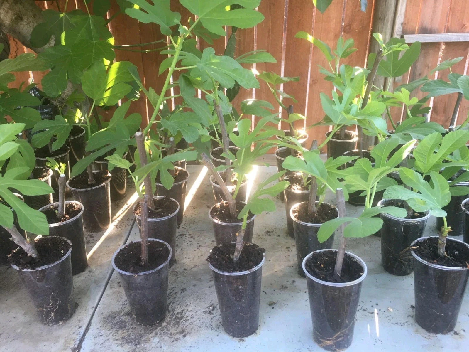 Fig Tree Plant - Violette de Bordeaux - Live Ficus carica - Edible Fru ...