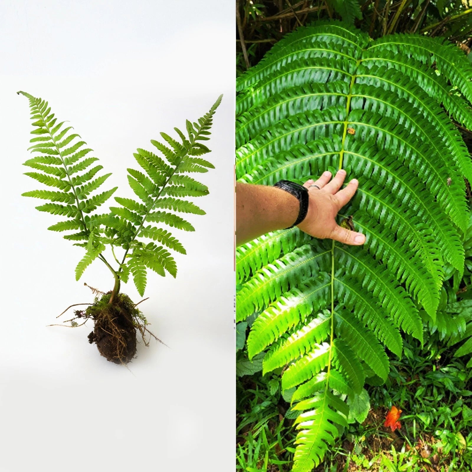 Live Cyathea Horrida Tree Fern - 6" Exotic Rare Plant with Big Wide ...