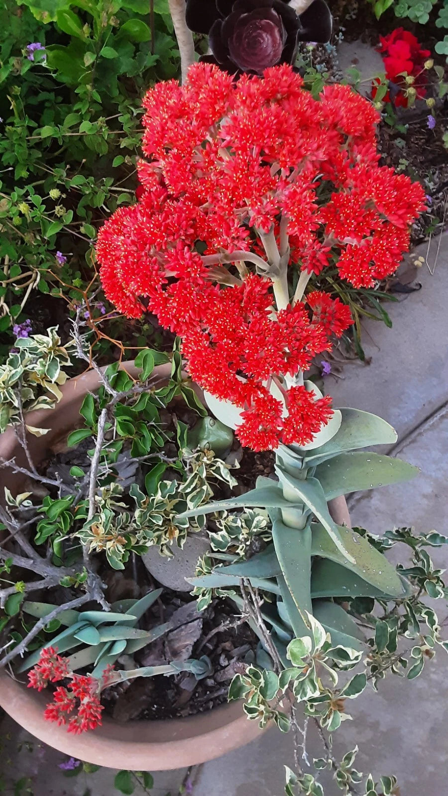 Crassula Falcata Propeller Plant Succulent 6"-10" Healthy Rooted Live ...