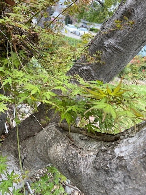 Japanese Maple Tree Cuttings 6" Rooting Grafting Acer palmatum 10 Pack ...