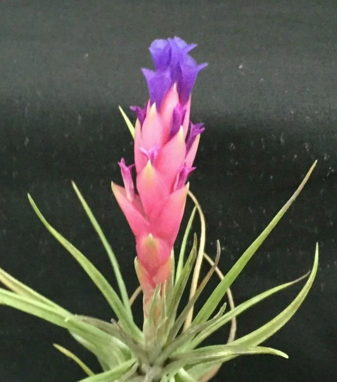 Tillandsia Aeranthos Air Plant - Cold Hardy Bromeliad Variety – Jayme ...