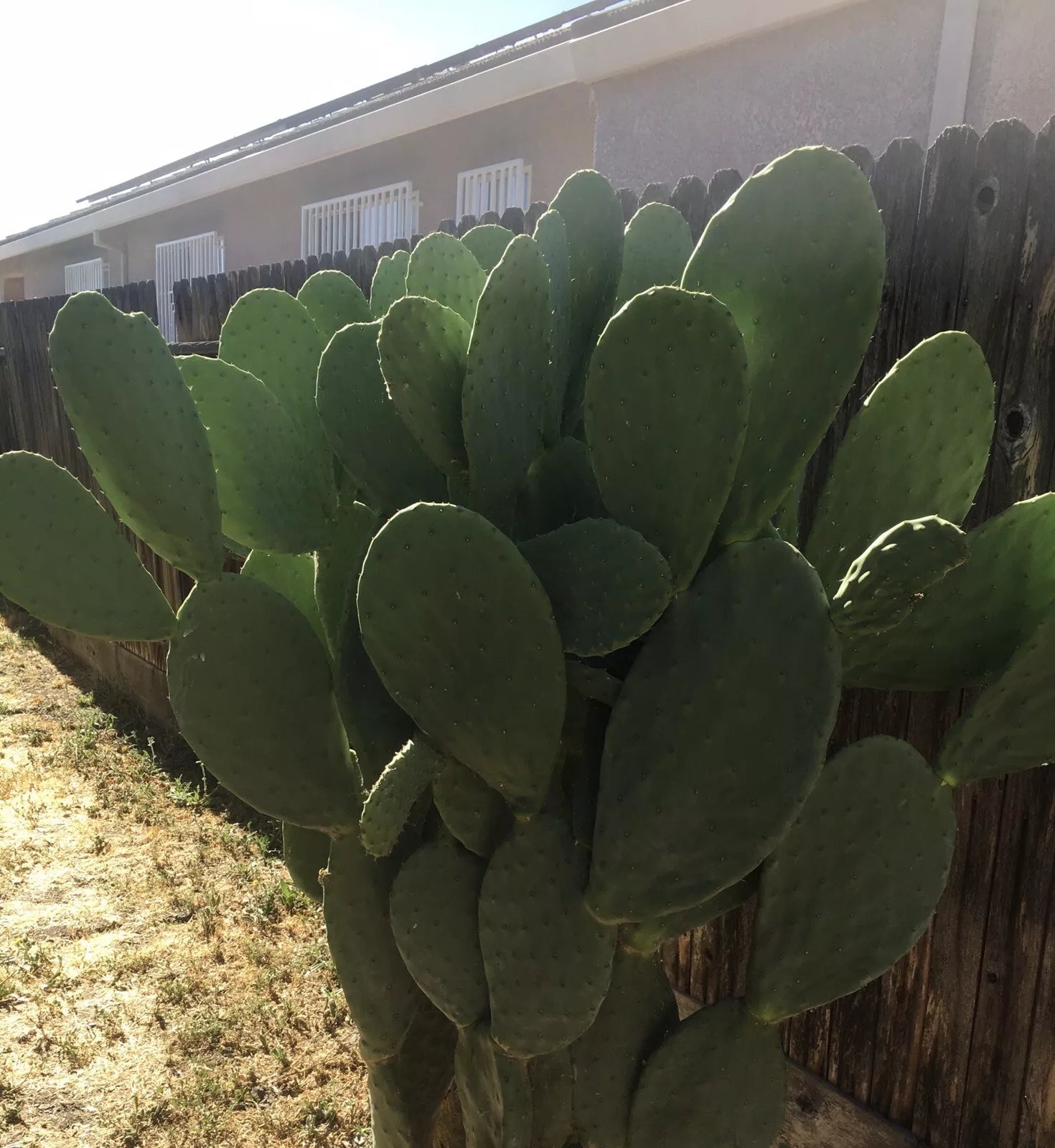Prickly Pear Cactus Pad Cutting - Large Nopales - Edible Cactus (Opunt ...