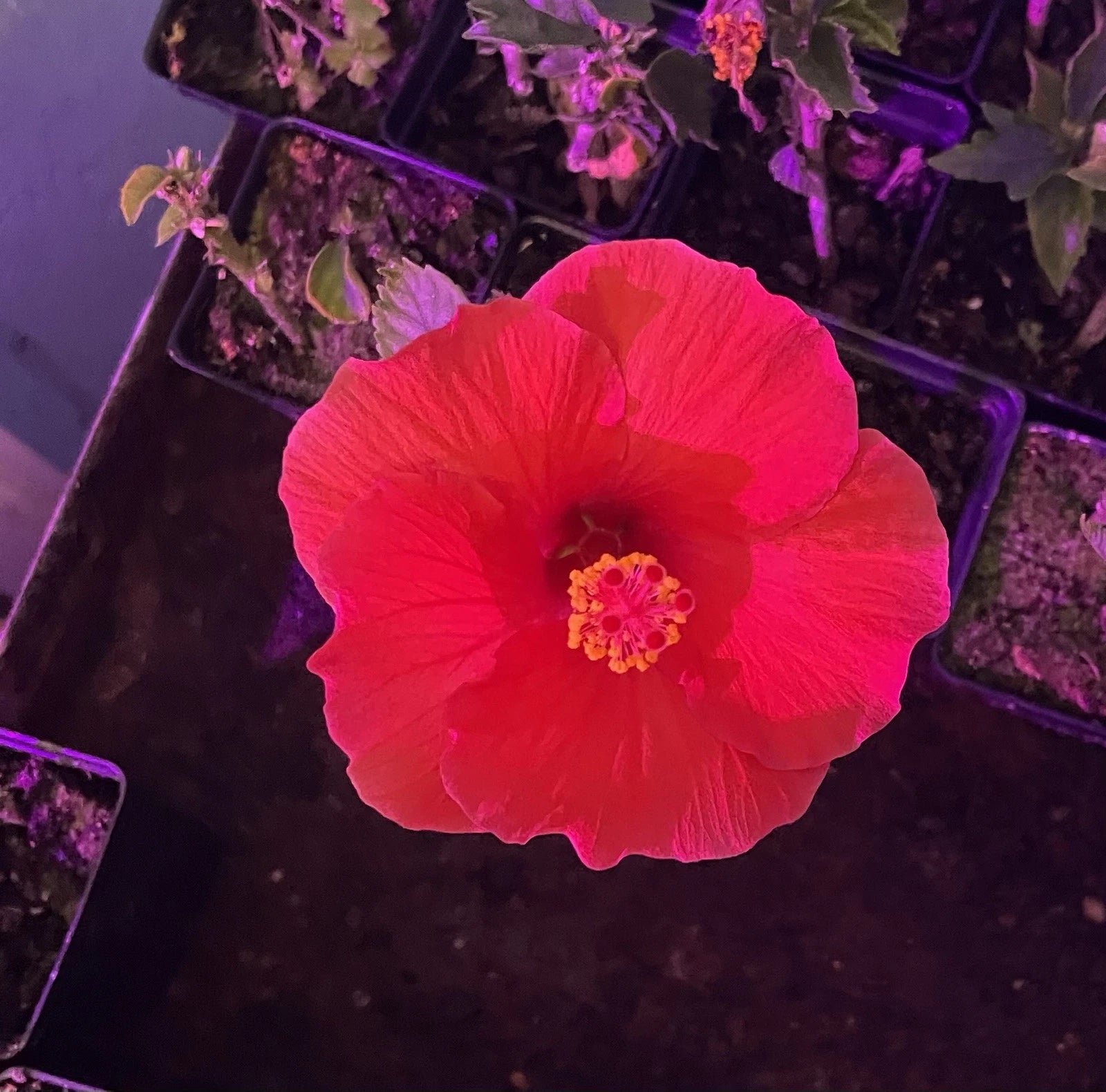 Red Hibiscus Rooted Cuttings - 2 Live Plants - 5 Inch Tall - Hibiscus ...