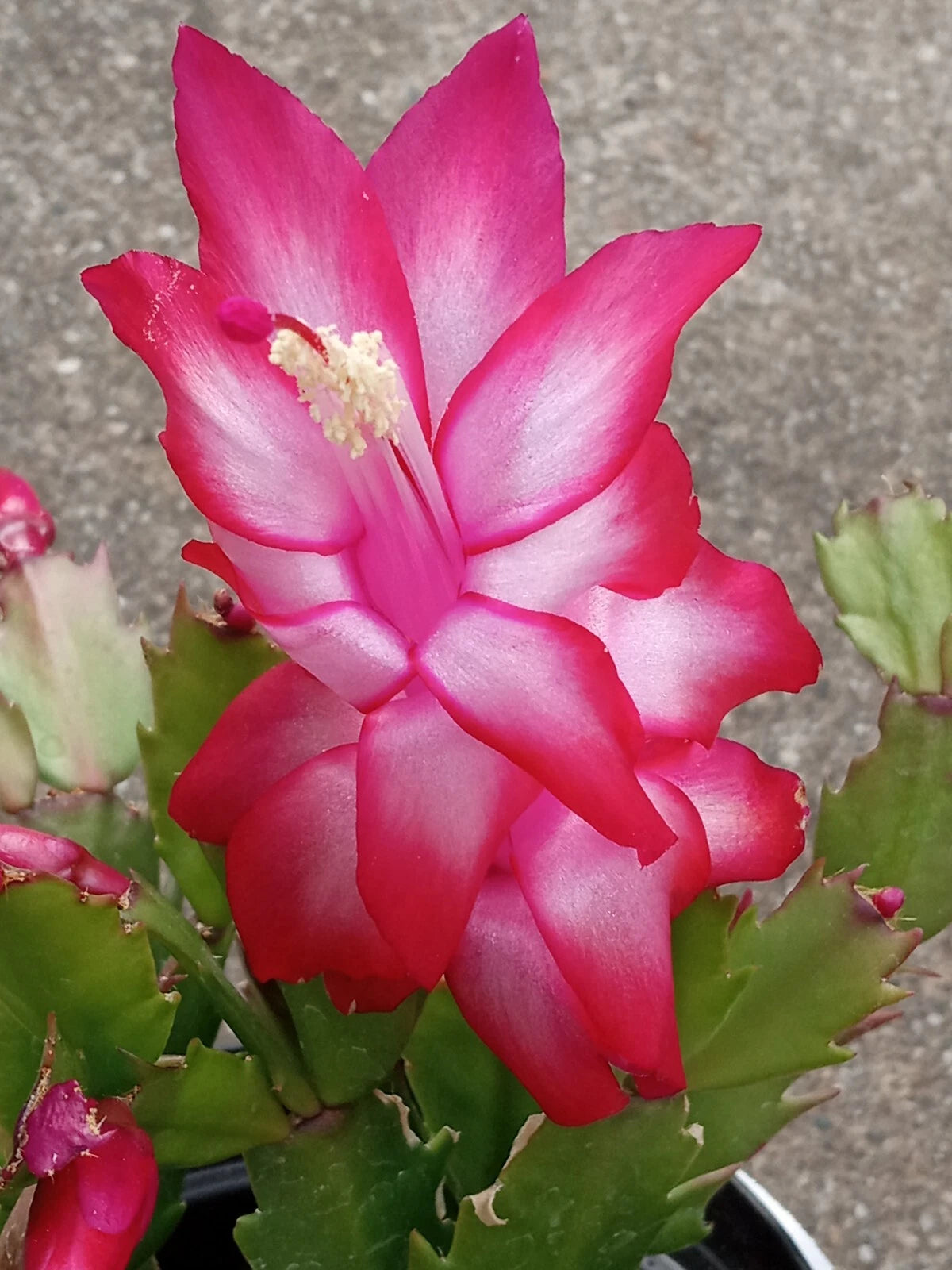Thanksgiving Holiday Cactus Plant - Red Schlumbergera Zygocactus - 5 R ...