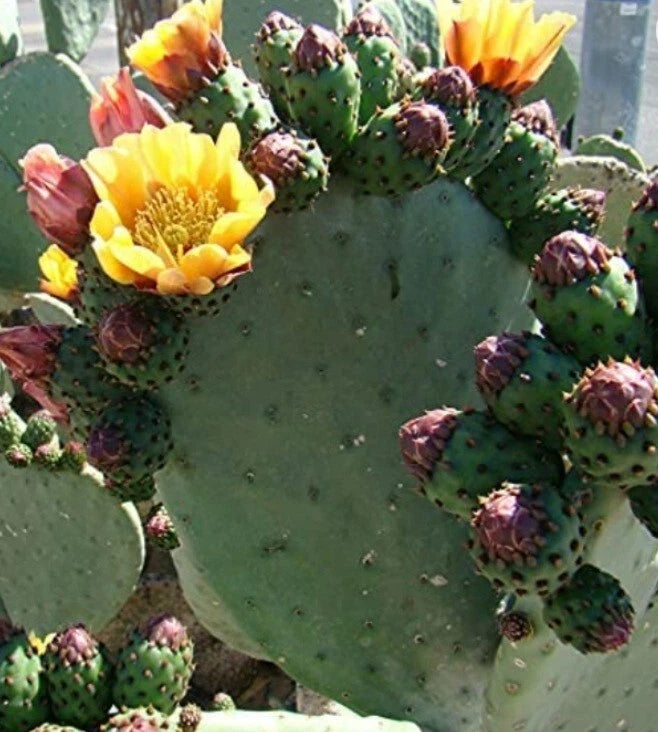Prickly Pear Cactus Cutting - 1 Fresh Cut Pad - Opuntia - Ideal for ...