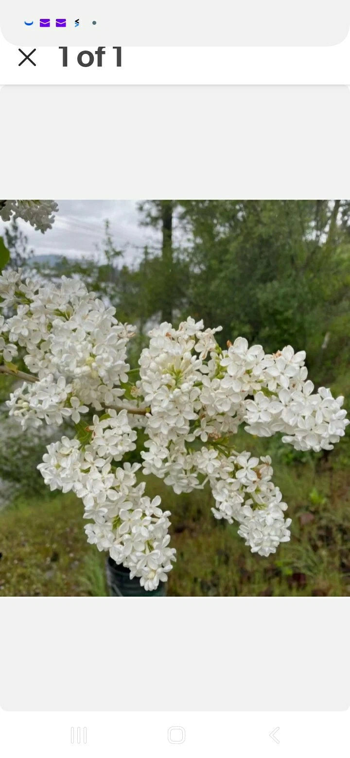 Bare Root Lilac Bush Jumbo Size White - Syringa vulgaris - 5 Plants ...