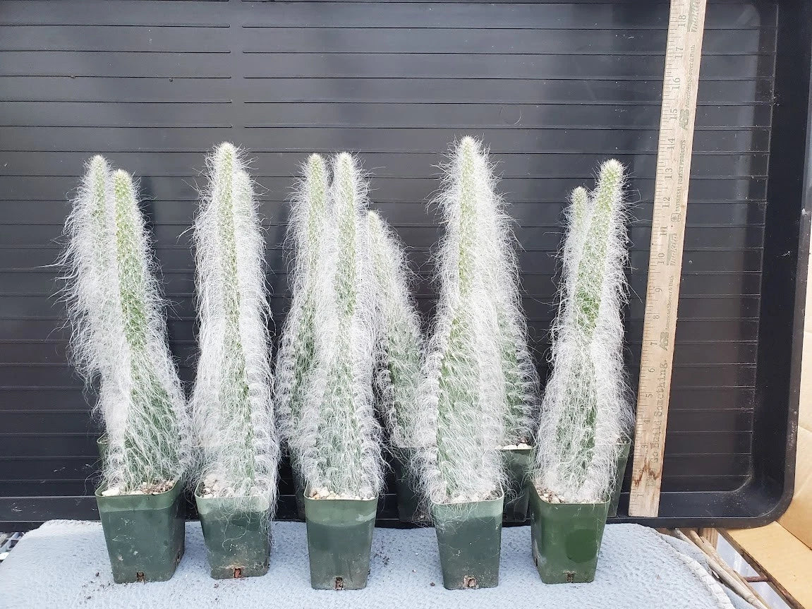 Opuntia 'Snow' Cactus - Thick Soft White Hair - Snow White, Hairy Roger ...