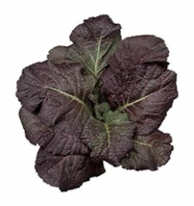 Red Giant Mustard Seeds - 1500 Non-GMO Heirloom Seeds - Brassica junce ...