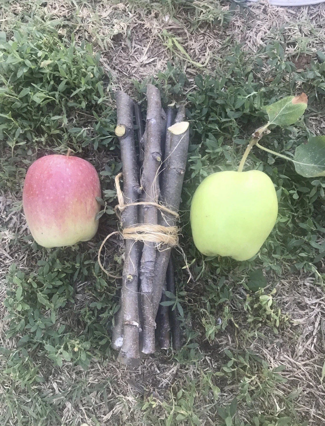 Organic Apple Tree Cuttings - 3 Fresh Cuttings - Malus domestica ...
