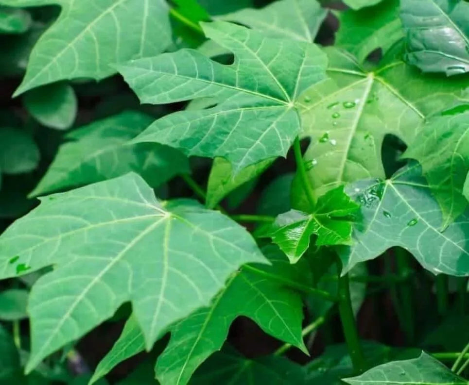 Chaya Cuttings 4 Pack 8-10'' Organic Deeply Lobed Variety (Cnidoscolus ...