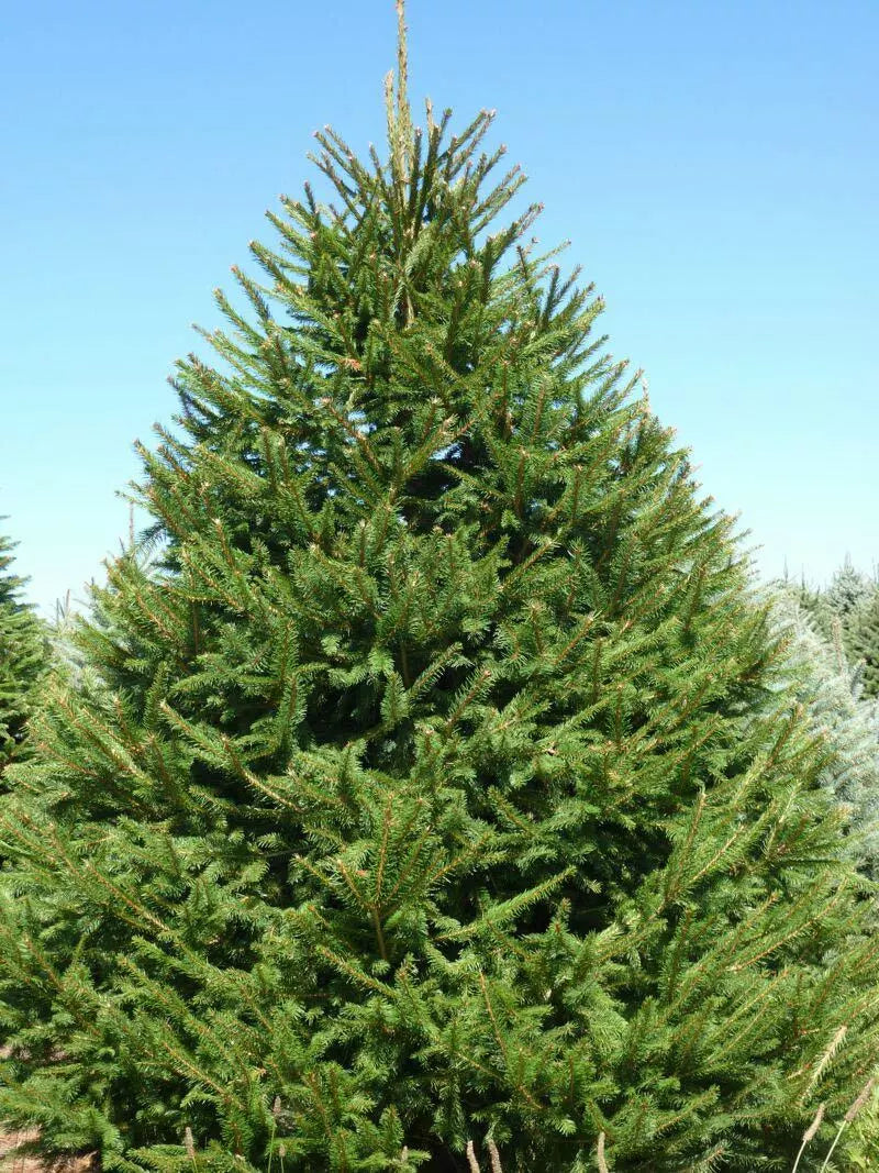 Norway Spruce Tree Live Plant 8-16" Set of 2 Bare Root Picea abies ...