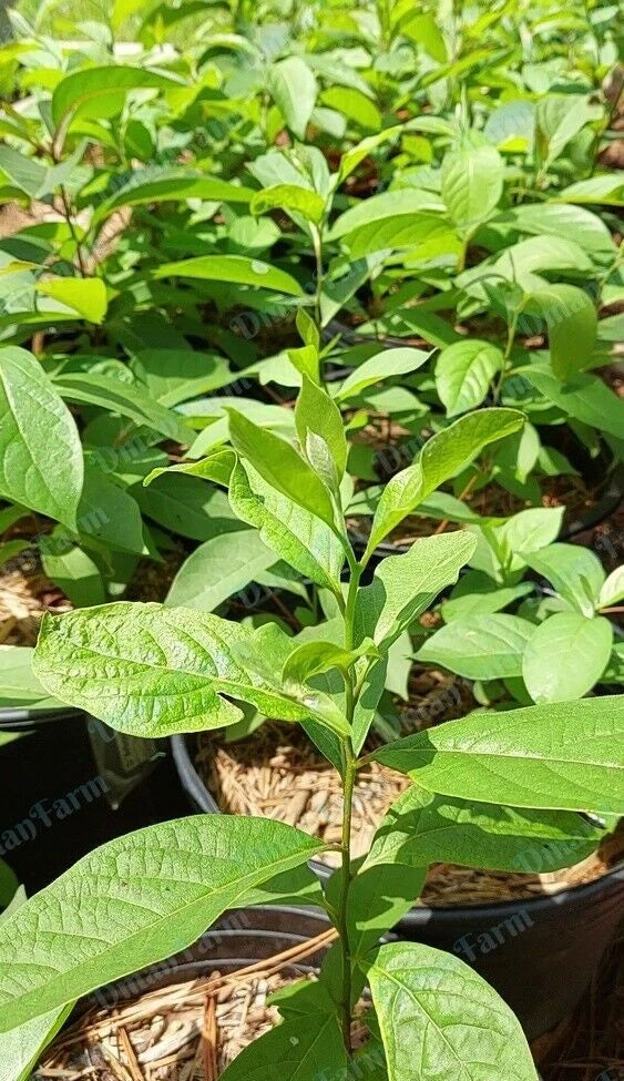 Persimmon Trees - 3 Seedlings - American Native - Diospyros virginiana ...