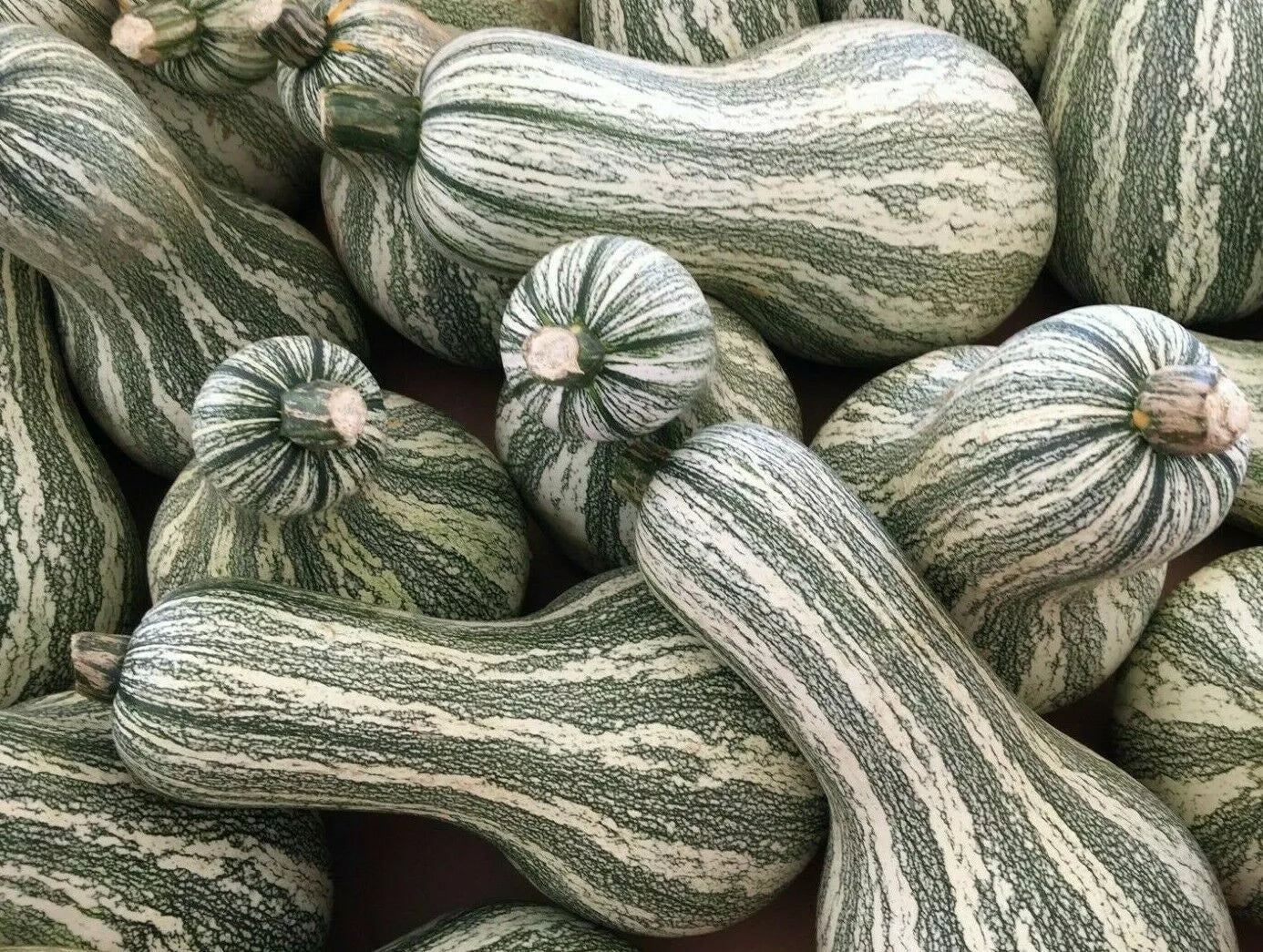Green Striped Cushaw Pumpkin Seeds 10+ Count Gourd Vegetable Cucurbita ...
