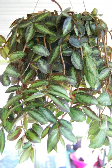 Polynesian Ivy Trailing Watermelon Vine Plant, Pellionia Repens, Rare ...
