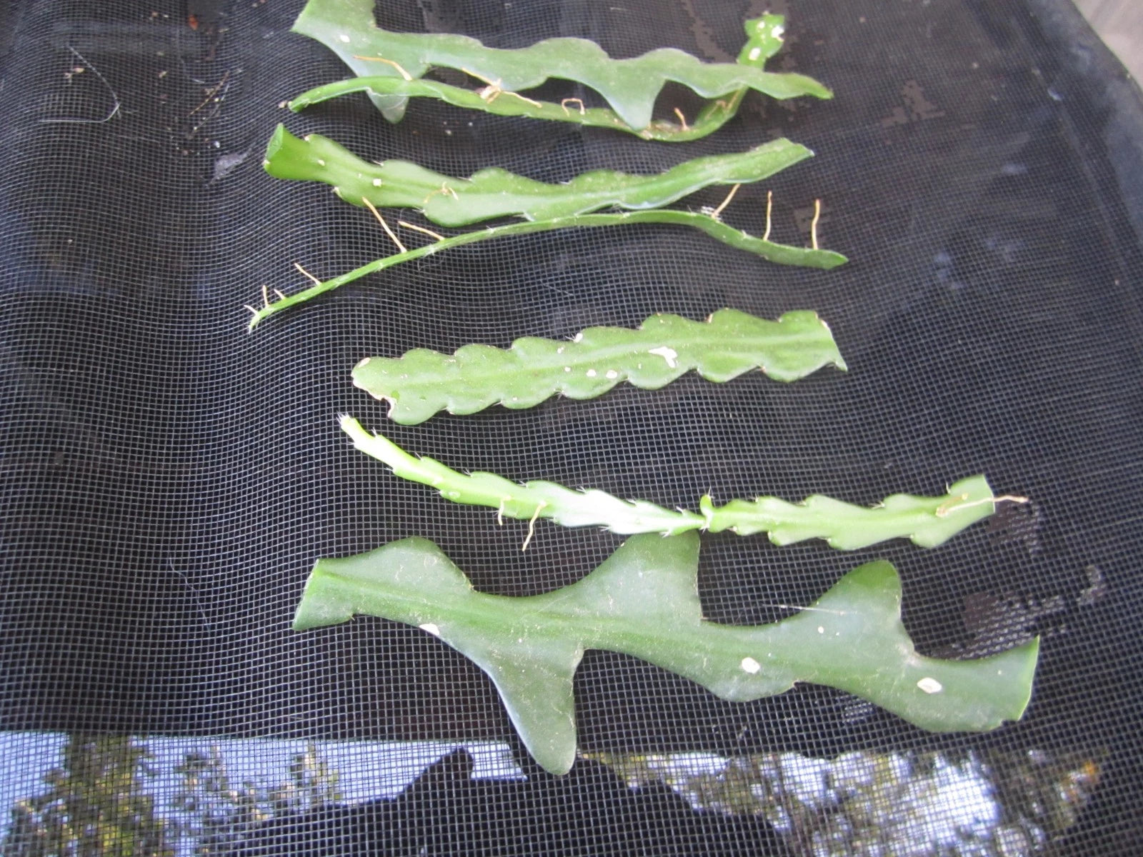 Fresh Unrooted Cuttings - Fish Bone Cactus, Epiphyllum anguliger - 6 ...