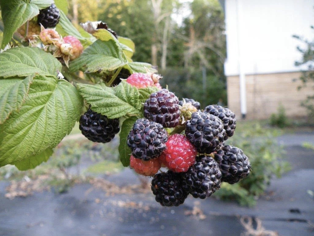 Ohio Treasure Black Raspberry Plant - Everbearing, Non-Dormant, Zones 3 ...