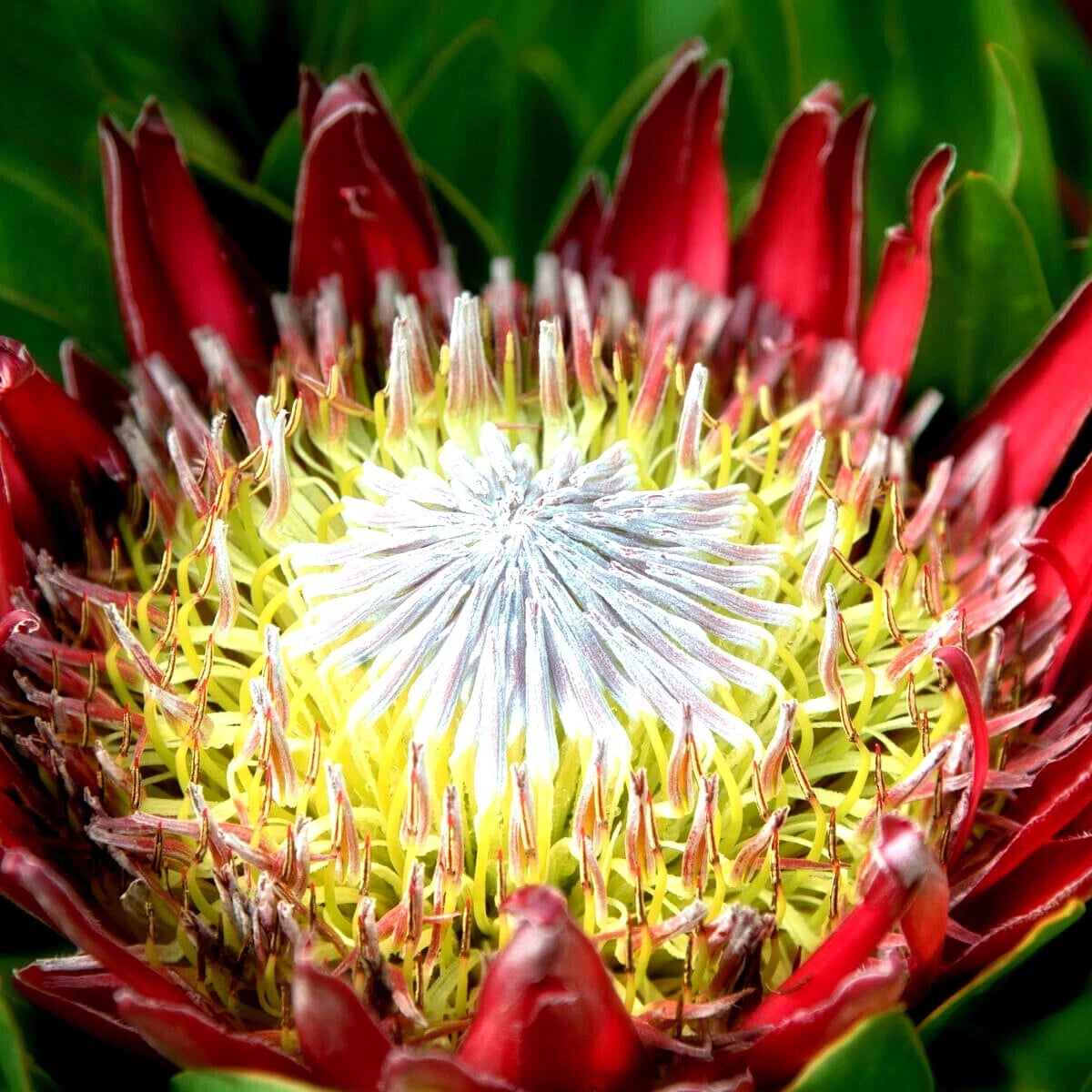 King Protea Seeds - 5 Pack - Giant Flowers - Protea cynaroides - Rare ...