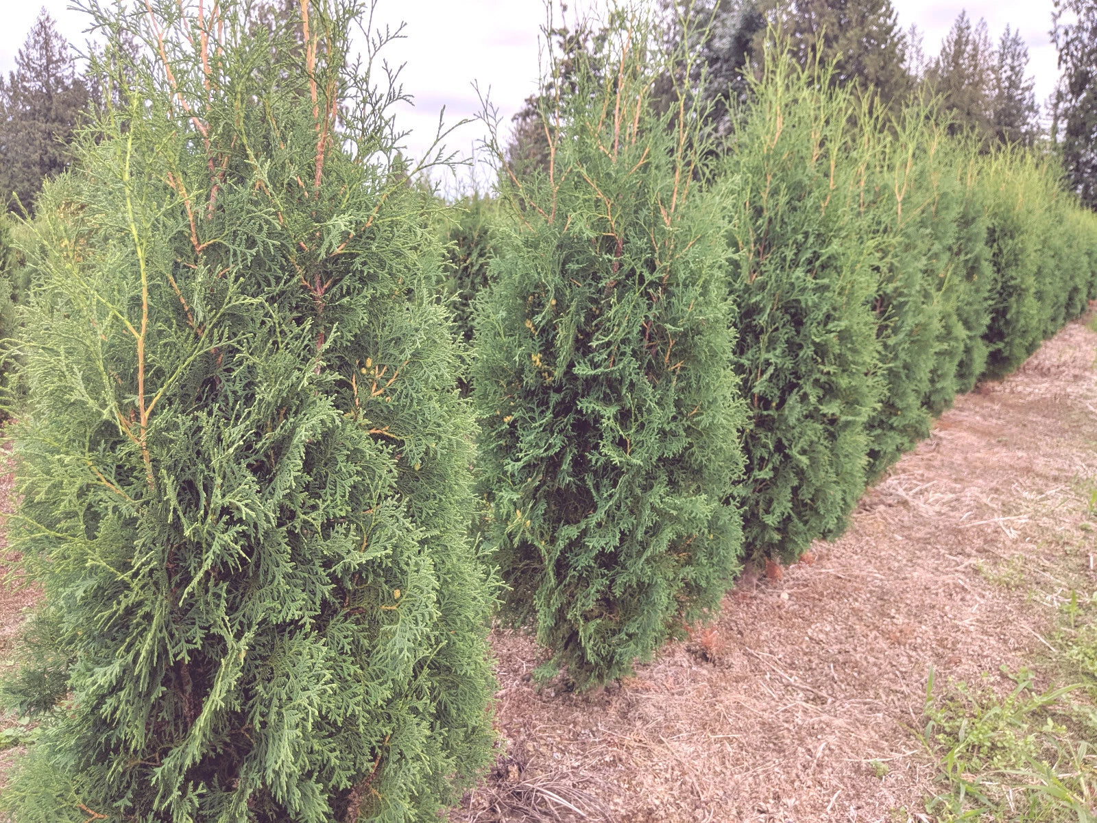 Thuja Occidentalis 'Brandon' Live Bare Root Tree 8-12" Evergreen Start ...