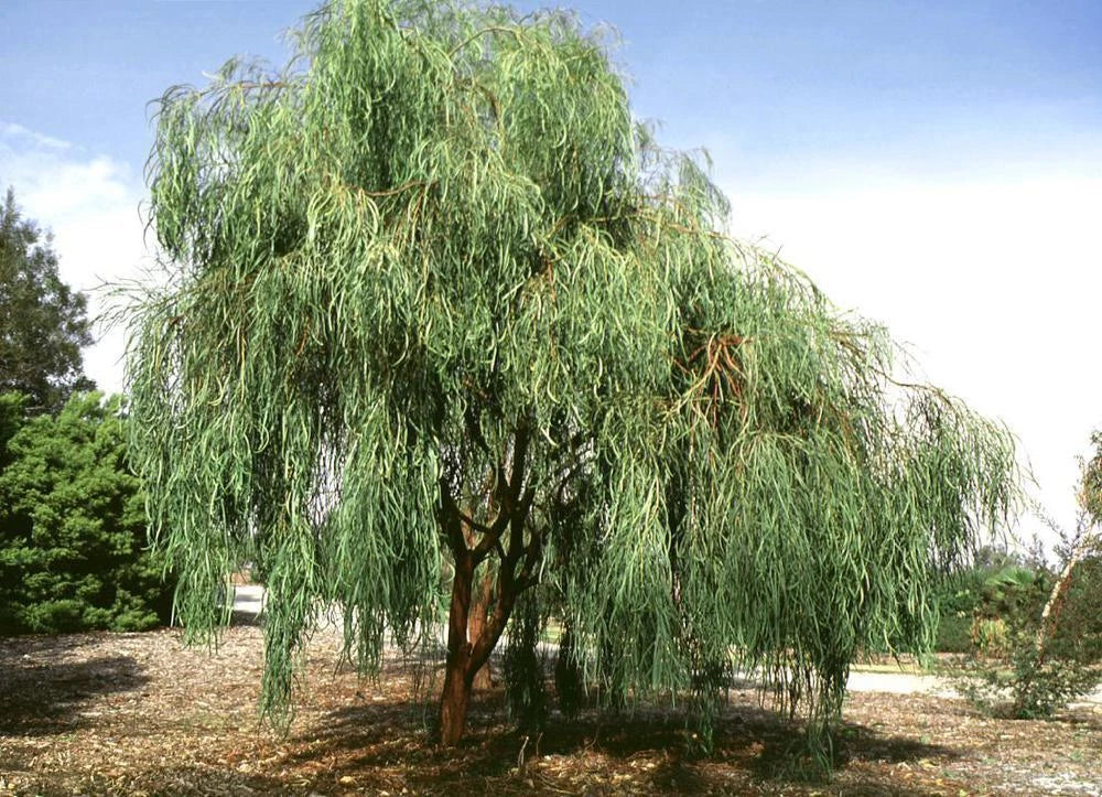 Shoestring Acacia Willow Tree Seeds - 30 Seeds - Acacia stenophylla ...