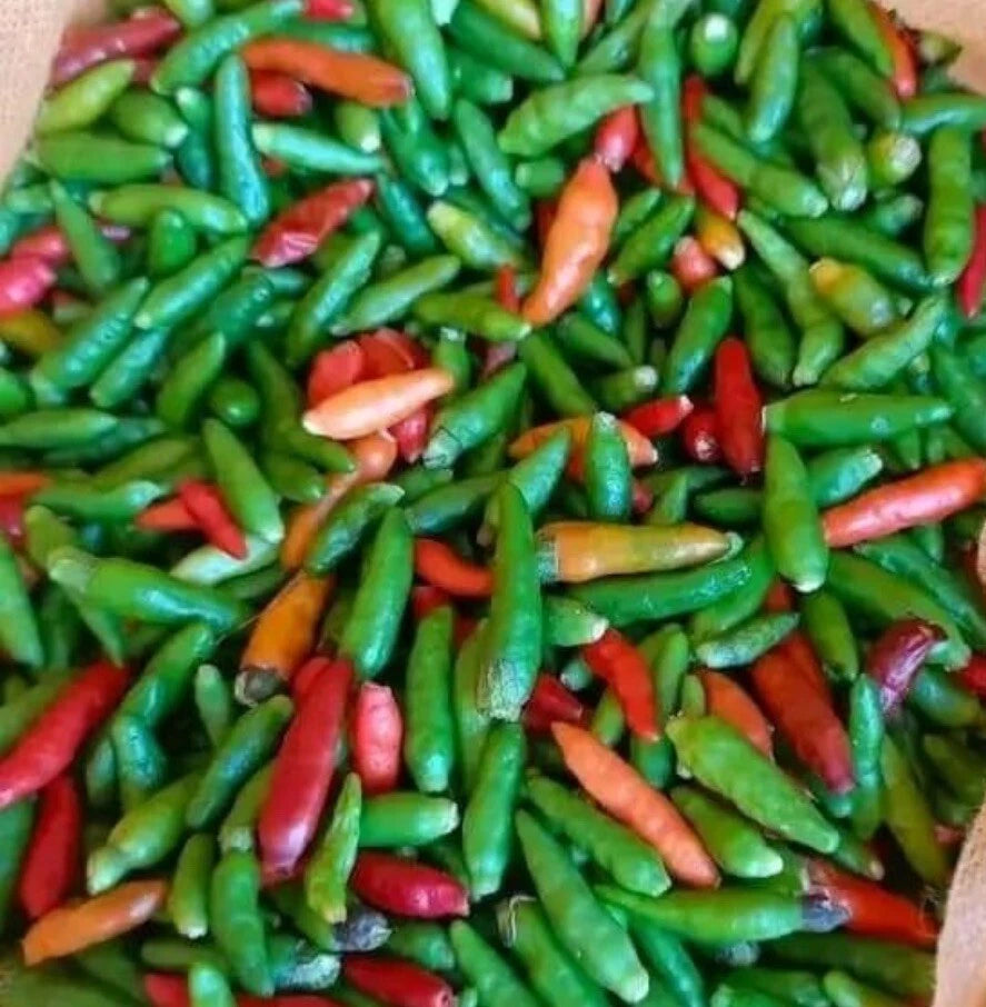 Bird's Eye Chili Pepper Seeds - 30+ Non-GMO Siling Labuyo - Buy 2 Get 1 ...
