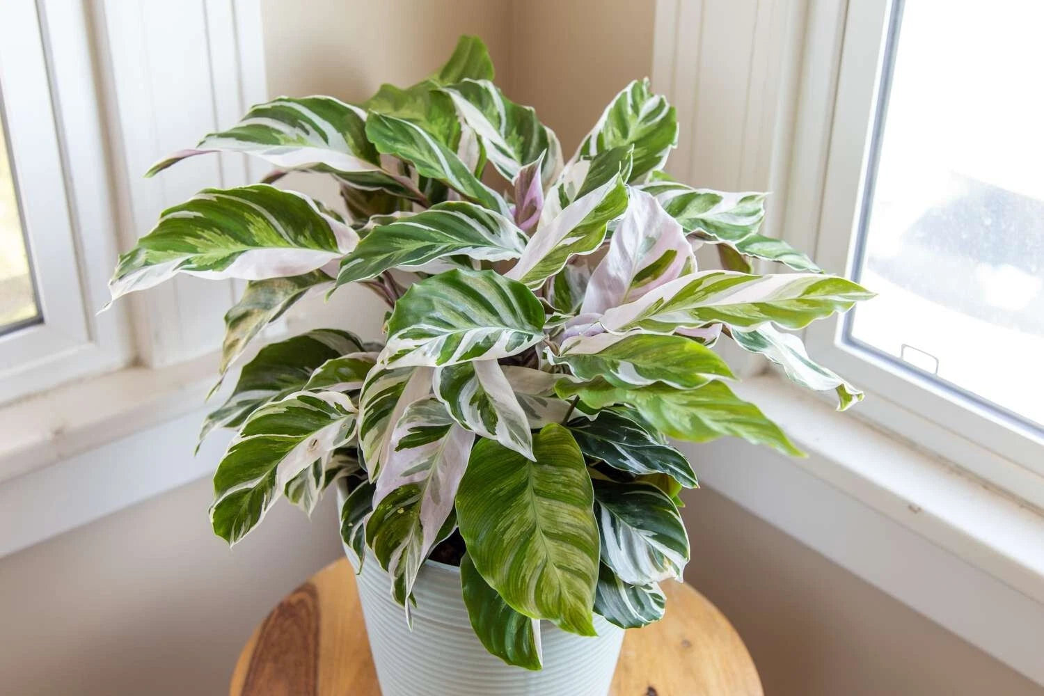 Calathea Seeds - 25+ White Fusion Variety - Garden Planting - Calathea ...