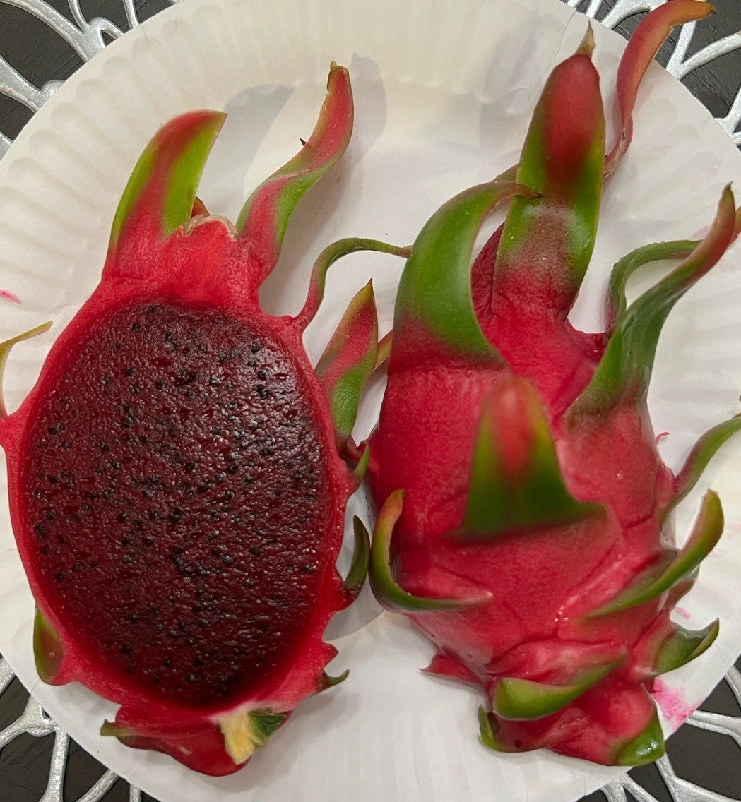 Dragon Fruit Cuttings Starter Pack 7-9 Inches Long, "Sin Espinas ...