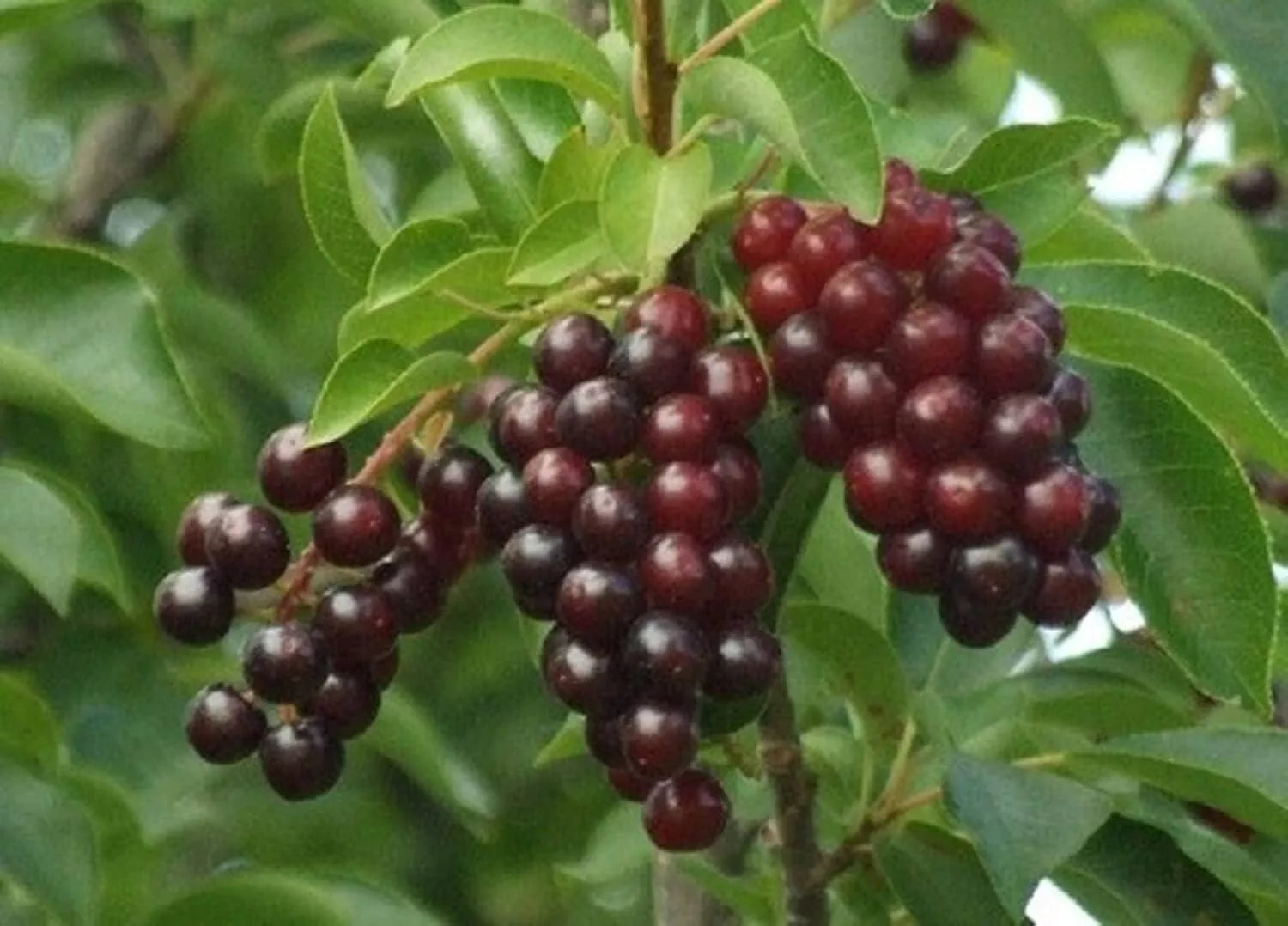 Chokecherry Bush Seedlings 1-2 Feet Prunus virginiana Native Fruit Pla ...