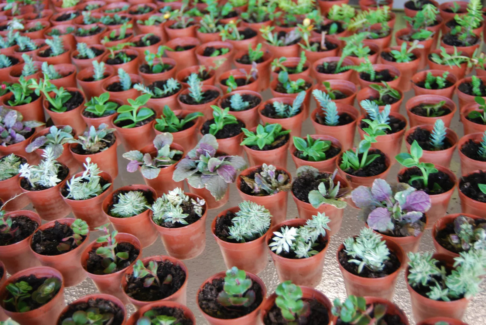 Live Garden Plants Set - 3 Plant Surprise Lot - Huge Fairy Assortment ...