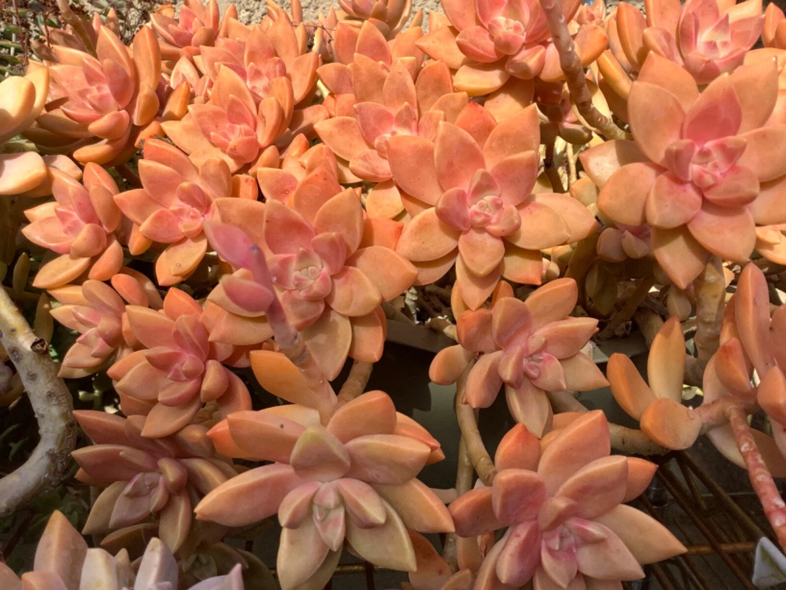 Graptopetalum Cuttings - 2 to 3 Inch - California Sunset Succulent - G ...