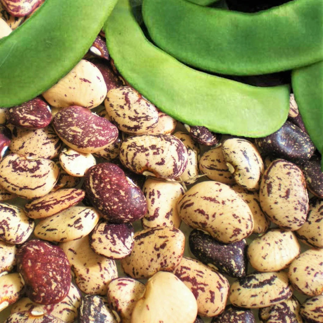Jackson Wonder Lima Bean Seeds - Speckled Baby Butter Beans - Ideal for ...