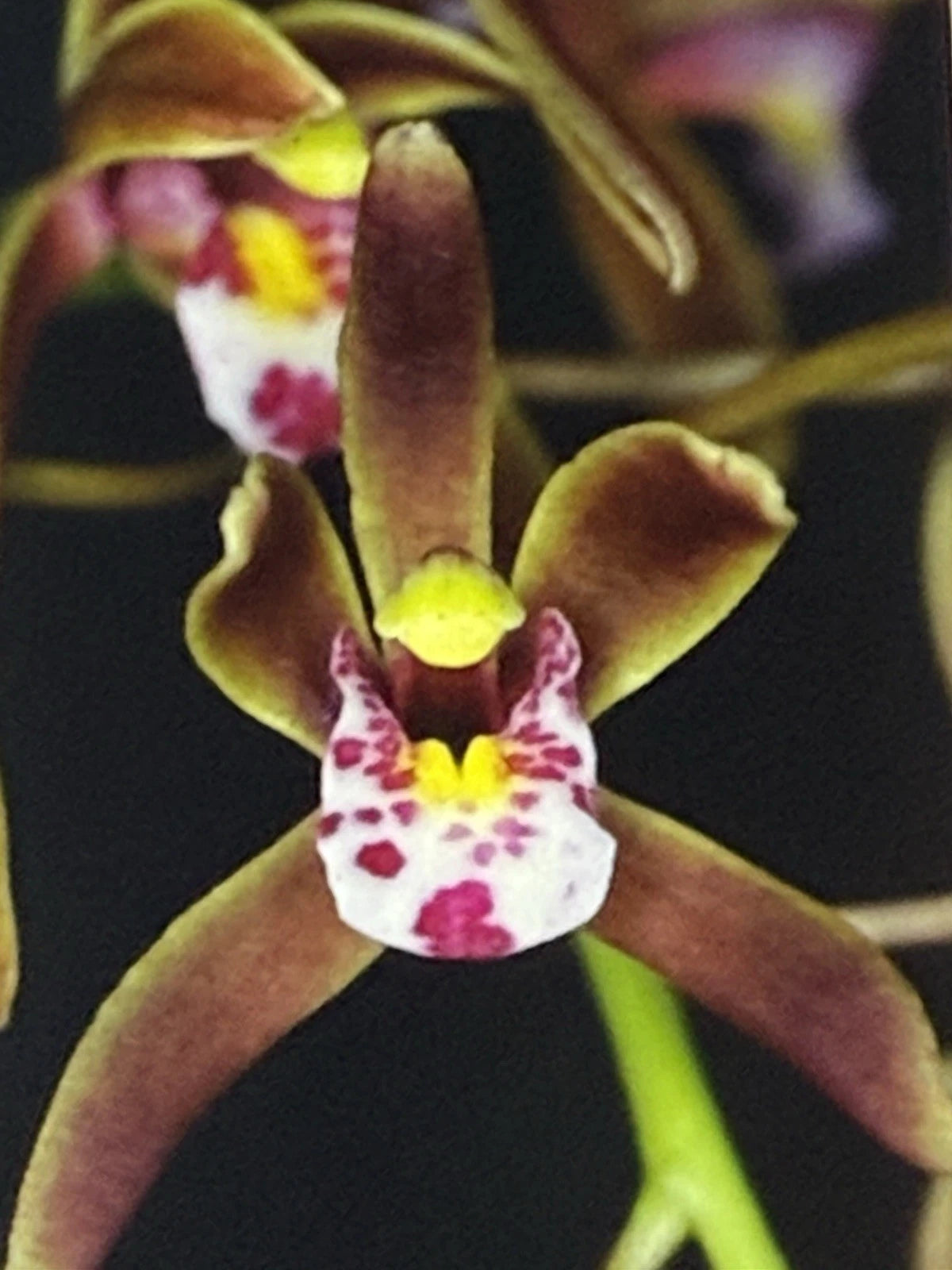Orchid Plant Bare Root Bulb Cymbidium Darjeeling - Exotic Flowering ...