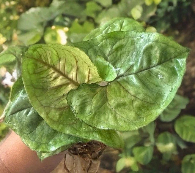 Syngonium 'Berry Allusion' Cutting - Live Fast Rooted Plant, Easy to ...