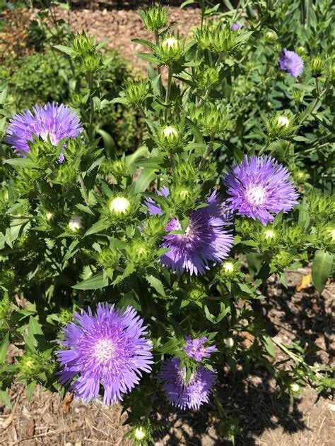 Stokes Aster Stokesia Laevis 'Alba' Live Bare Root Plant 12-24" Perenn ...