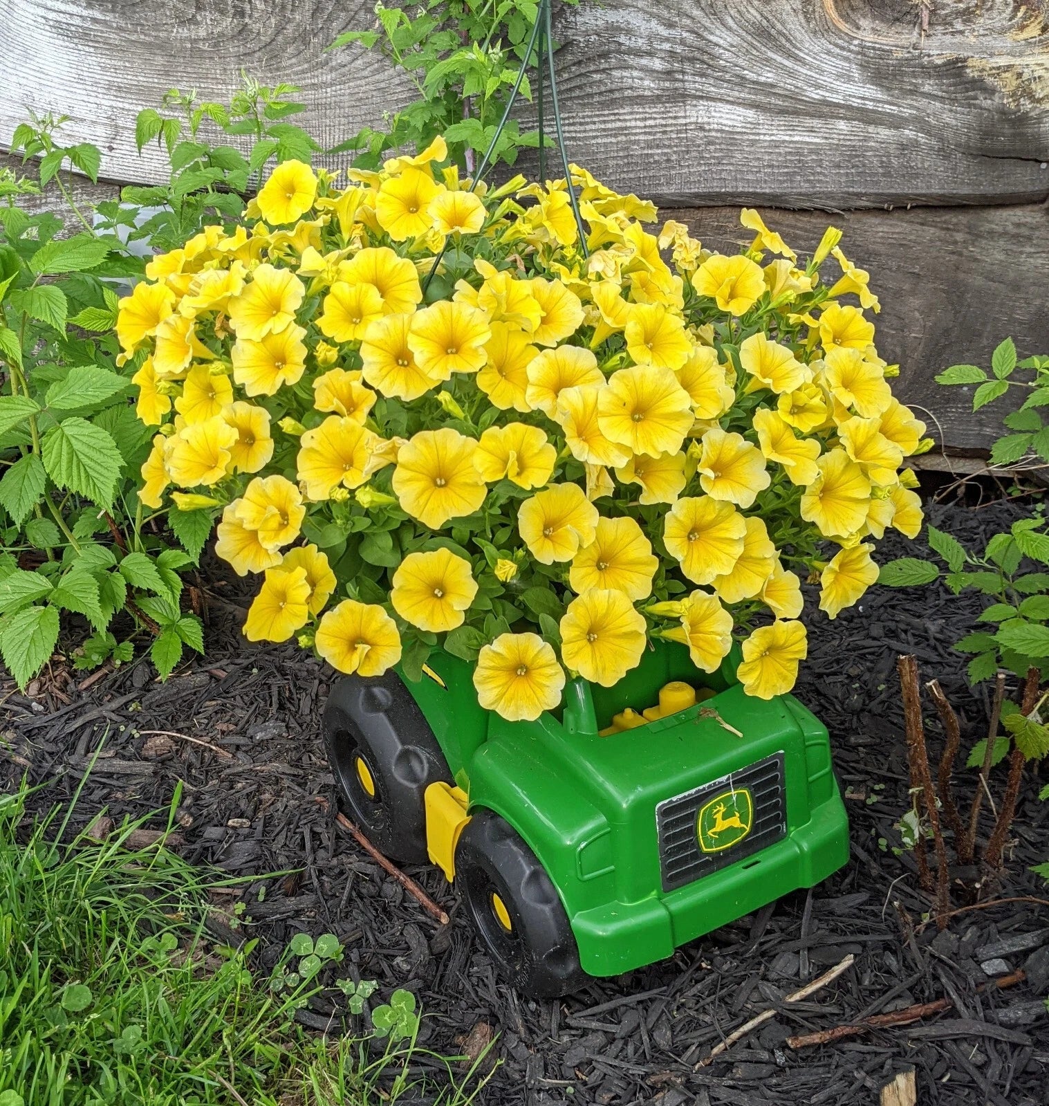 Petchoa Plants Plugs - 10 Baby Plants - Caliburst Yellow - Petchoa Hyb ...